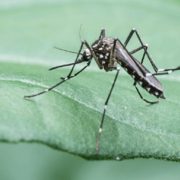 EcoVenger for Pest Management Professionals | ER-22 Insect Killer ...